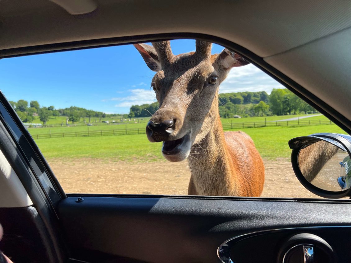Review: Staying at Longleat Safari Park’s Deer Keeper’s House