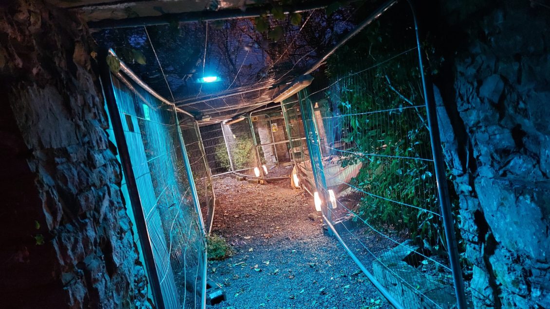 Halloween scare run opens at Fonmon Castle and this is what it's like