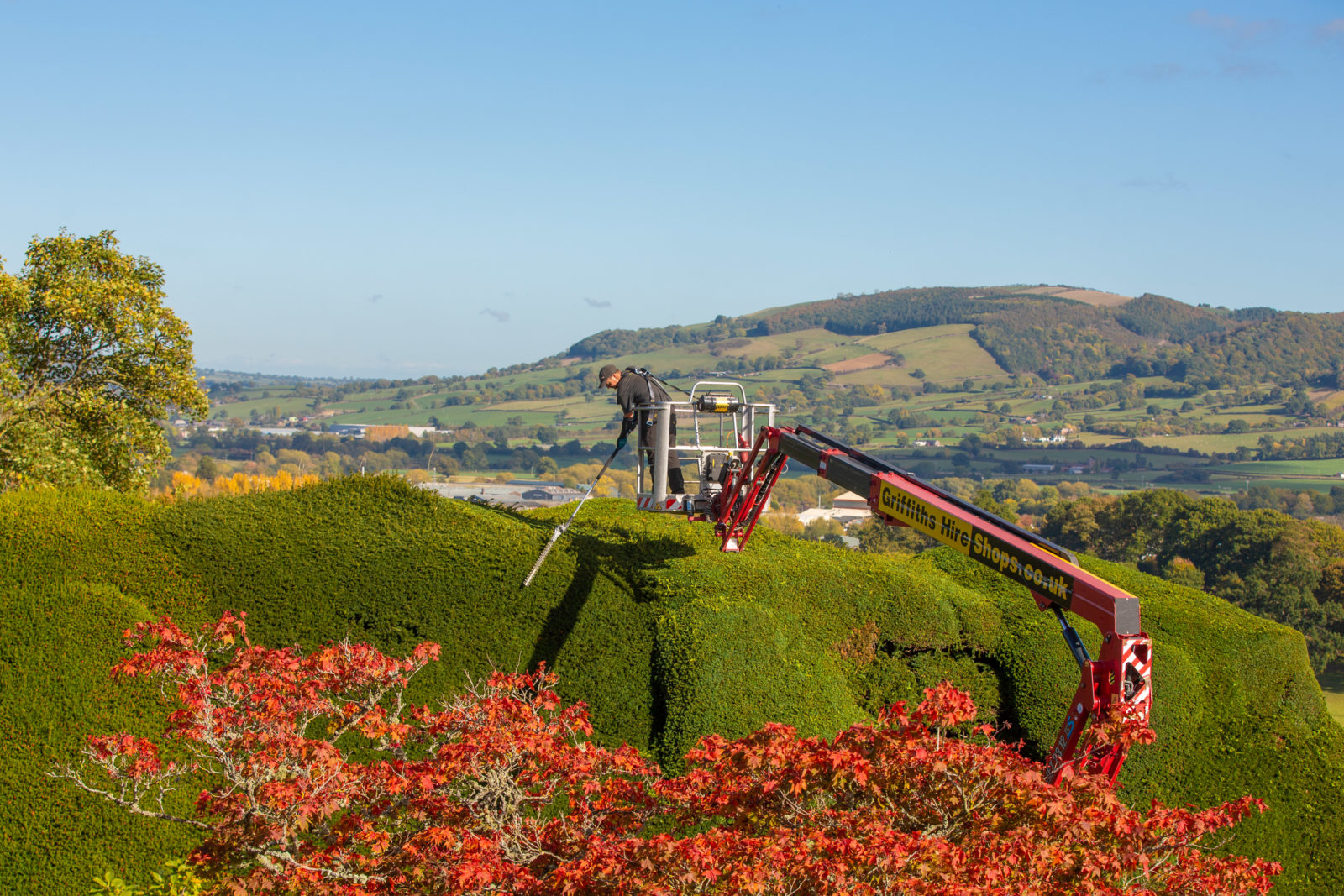 Gigantic hedges get annual trim at Powis Castle and Garden