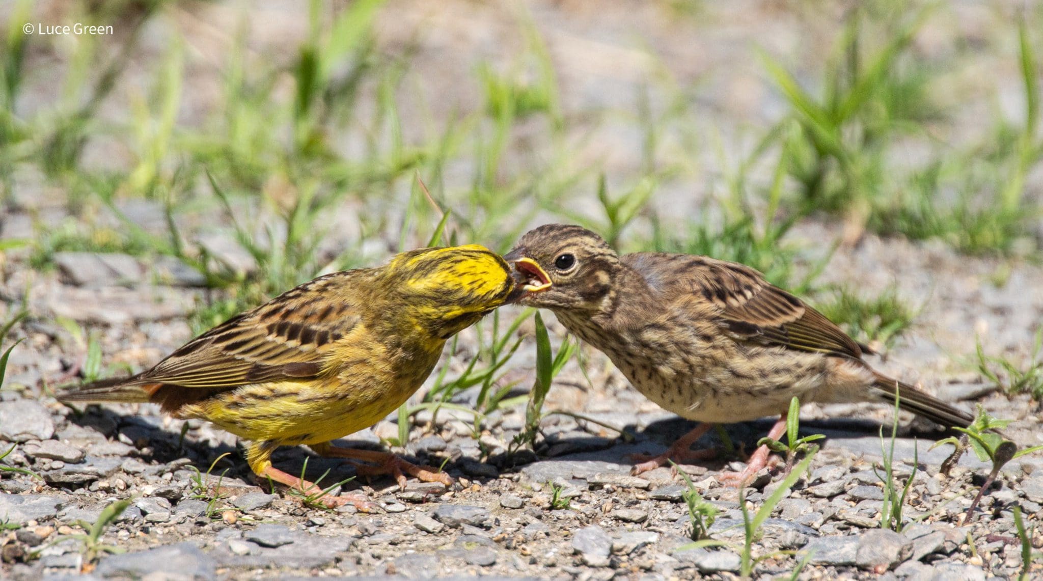 Protected Yellowhammers set up home at birds of prey centre