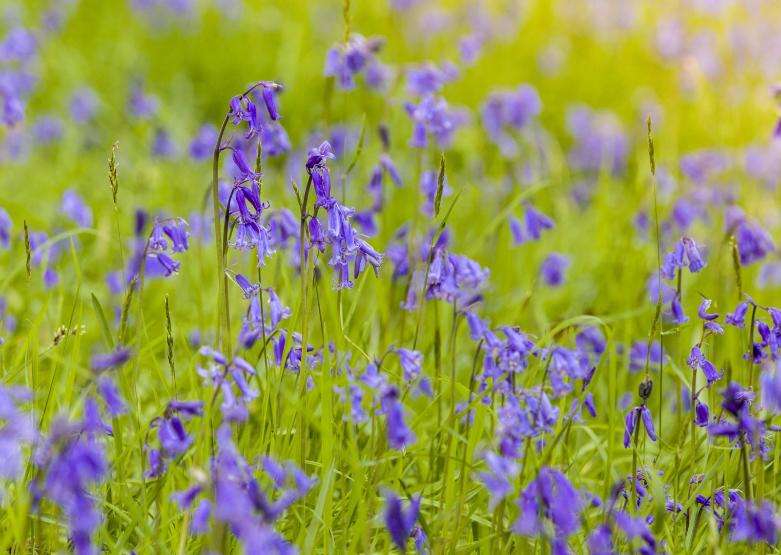 May best spots for bluebells and blossom shared by National Trust Cymru