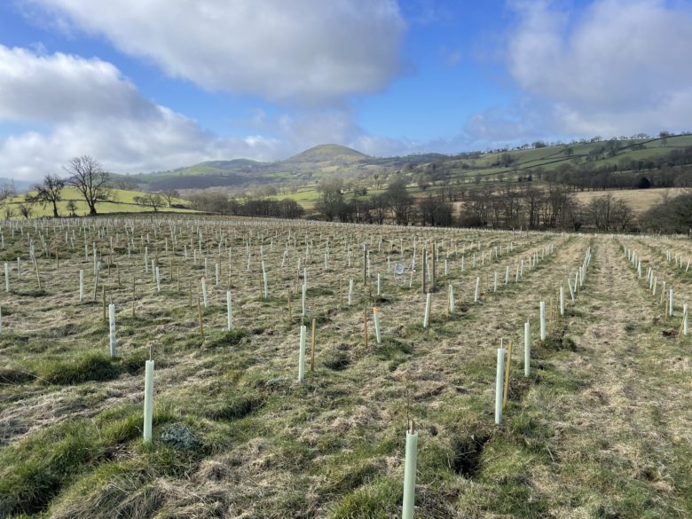 One of the world’s largest and oldest oak trees returns to Chirk
