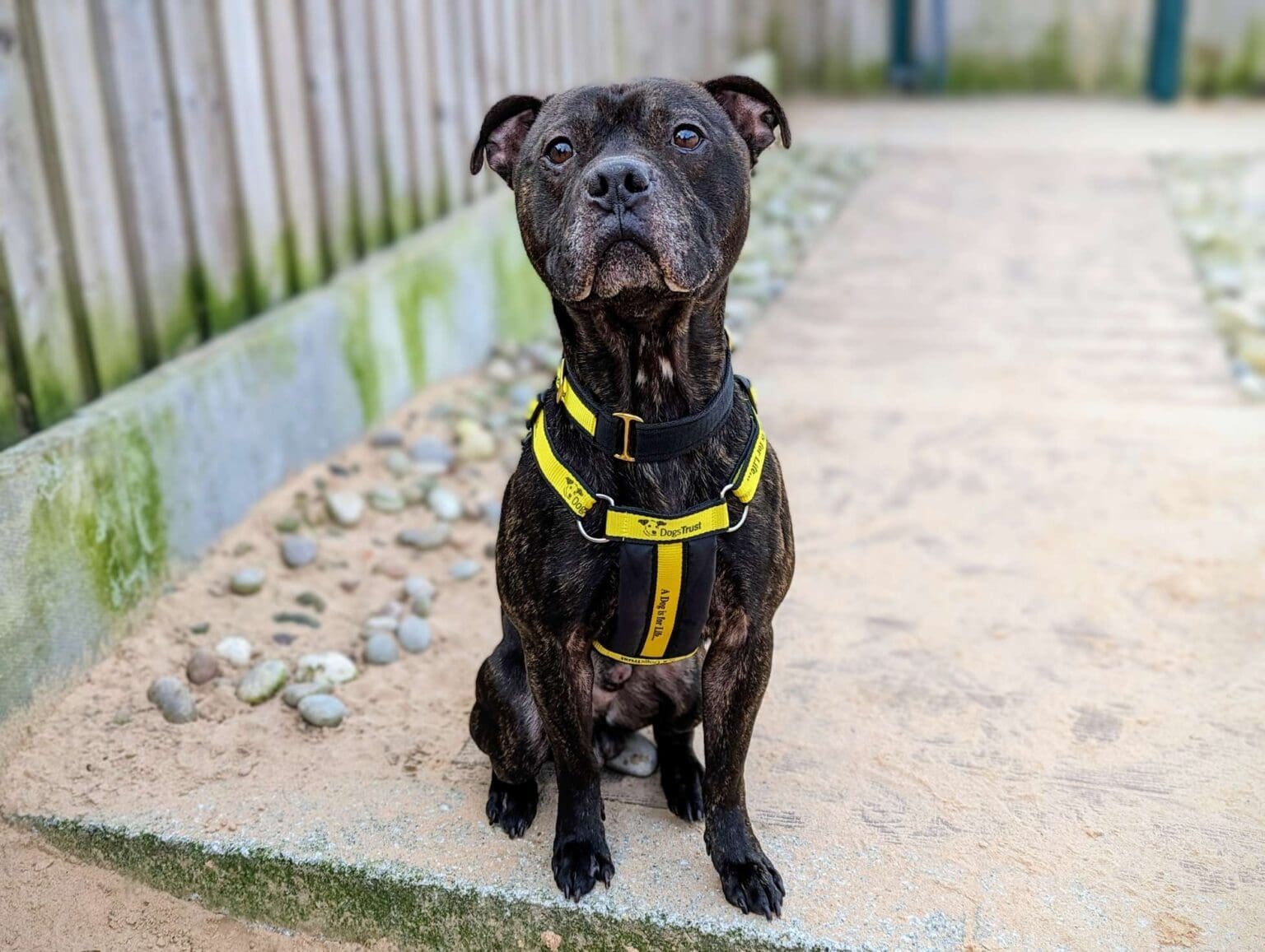 Dogs Trust seeks loving homes for two Staffies