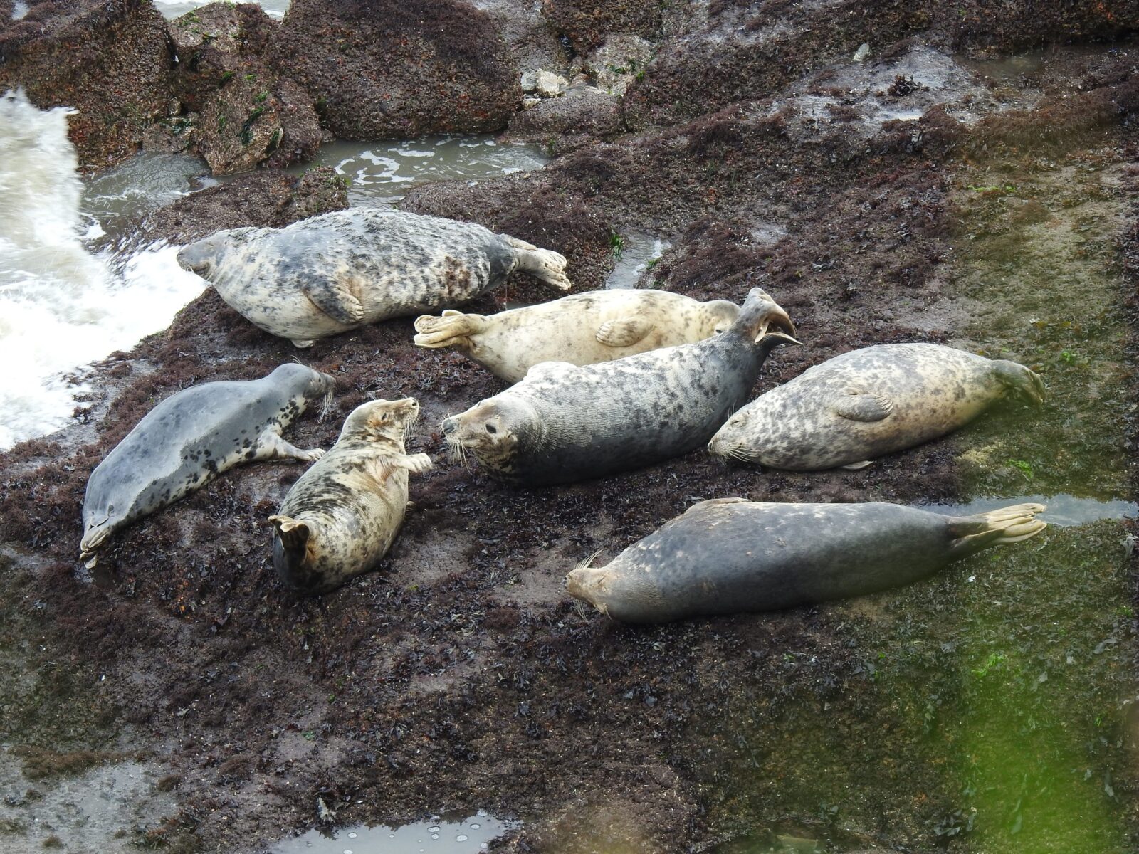 Wildlife campaign to help protect seals on the Swansea and Gower coastline