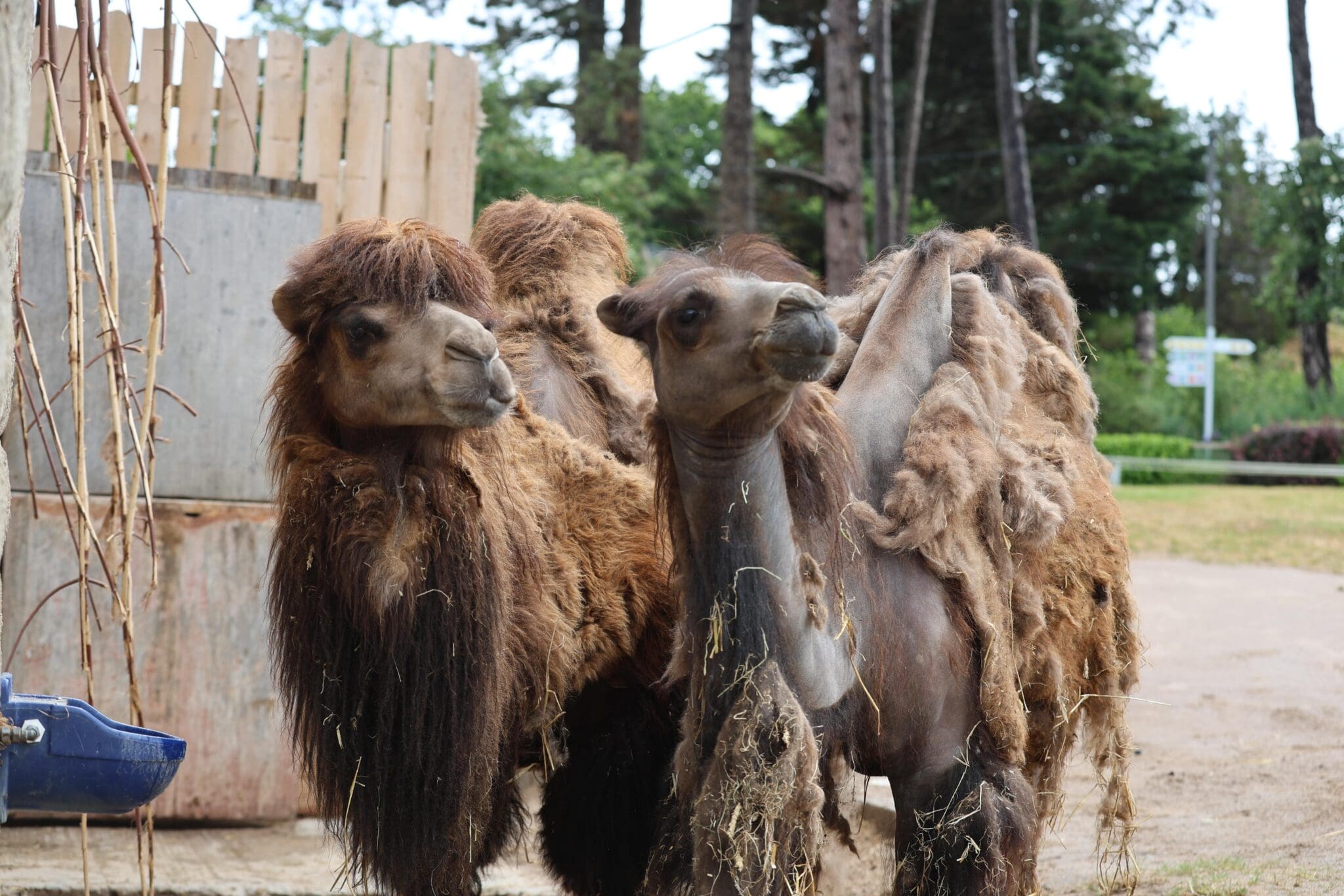 The most scenic zoo in Wales? Our trip to the Welsh Mountain Zoo