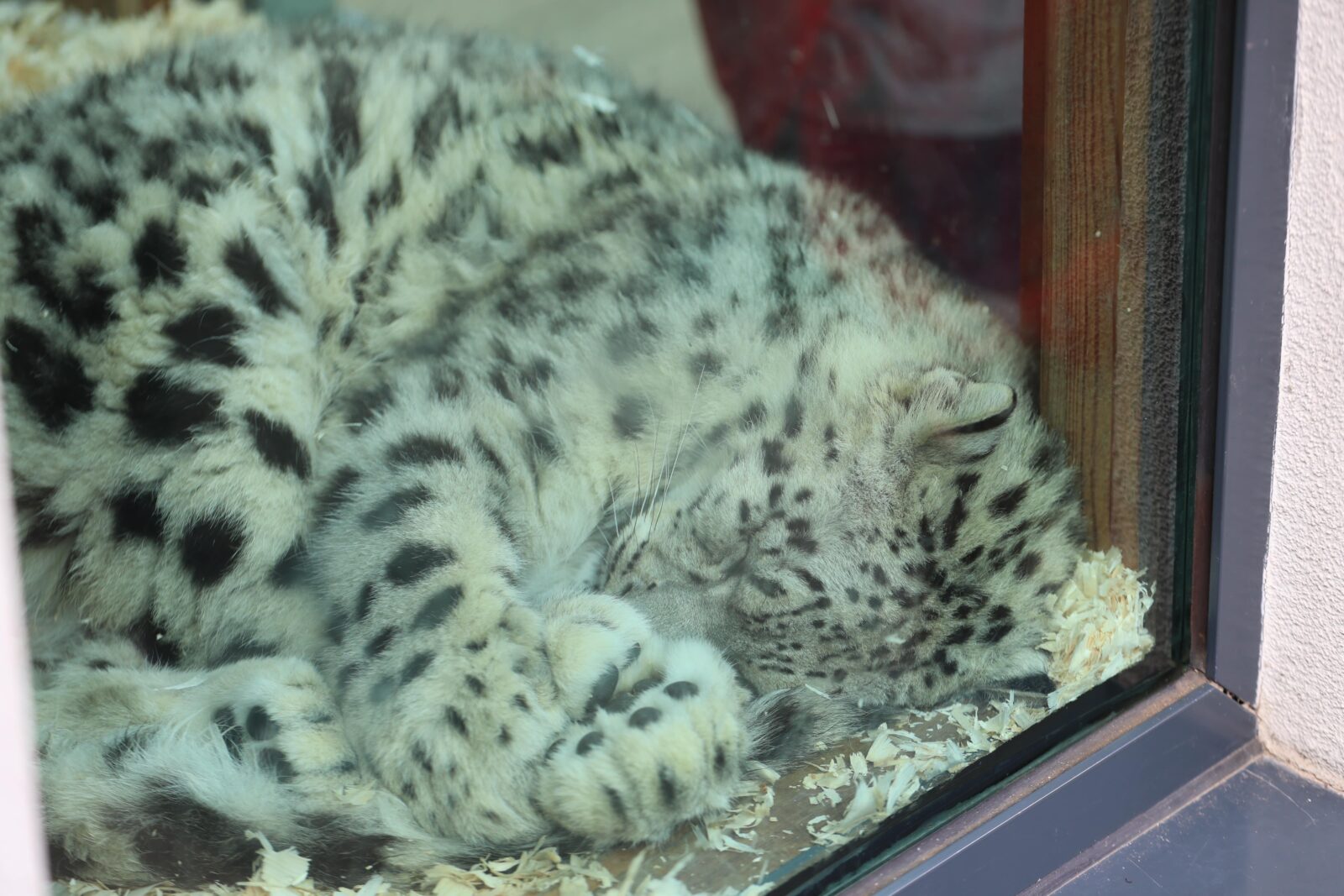 The most scenic zoo in Wales? Our trip to the Welsh Mountain Zoo