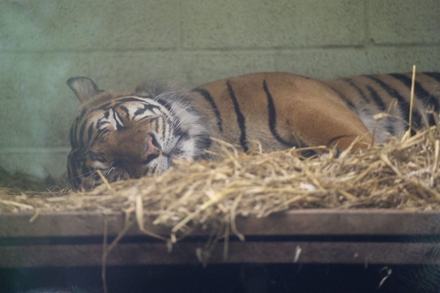 The most scenic zoo in Wales? Our trip to the Welsh Mountain Zoo