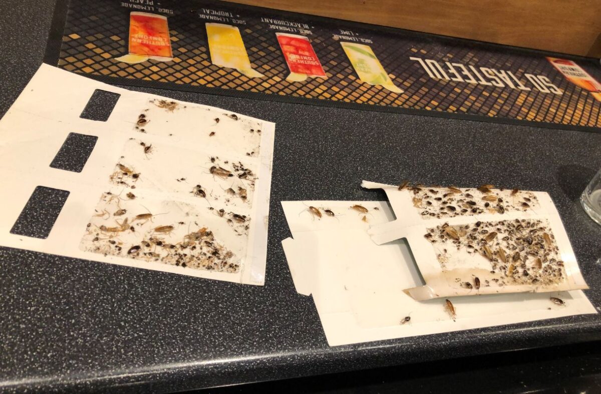 Cockroach infestation leads to closure of bar at The Royal Oak Hotel