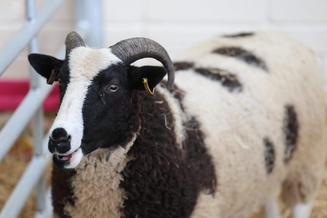 First look inside the new £3.7m Greenmeadow Community Farm