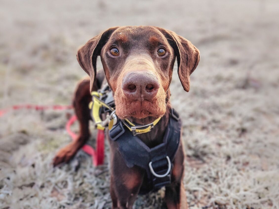 Cold weather prompts warning over grit and antifreeze risks to dogs