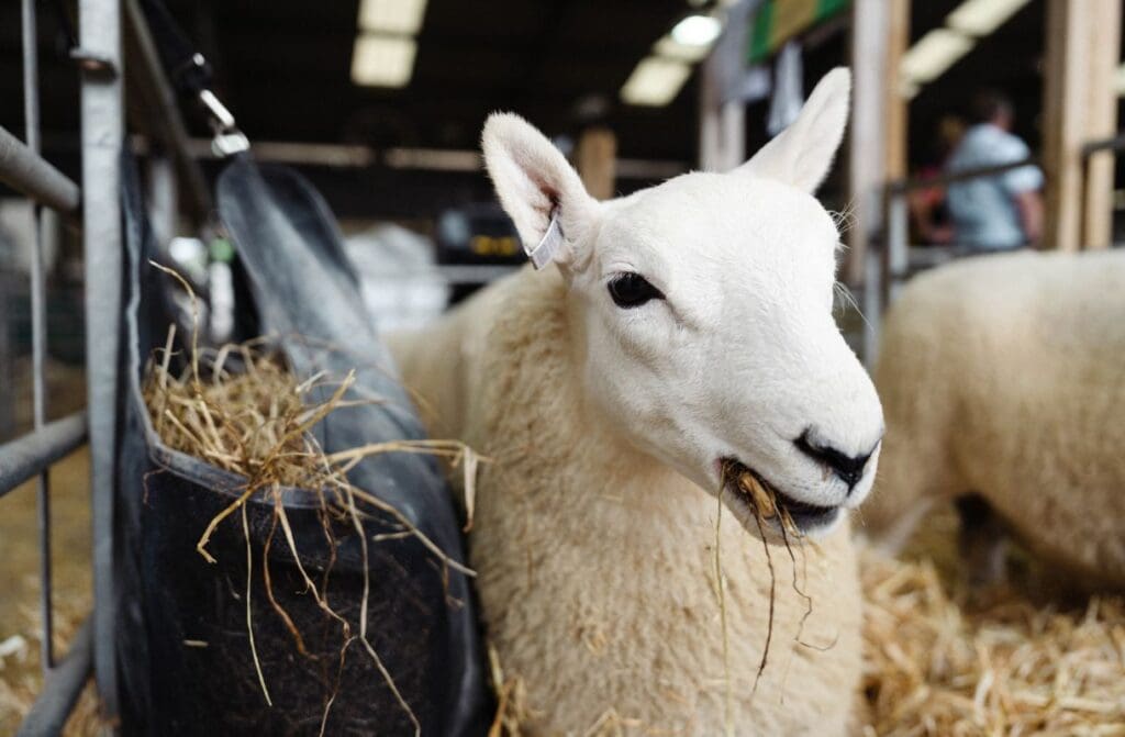 New ‘Cynefin’ Sheep Village announced for Royal Welsh Show 2026